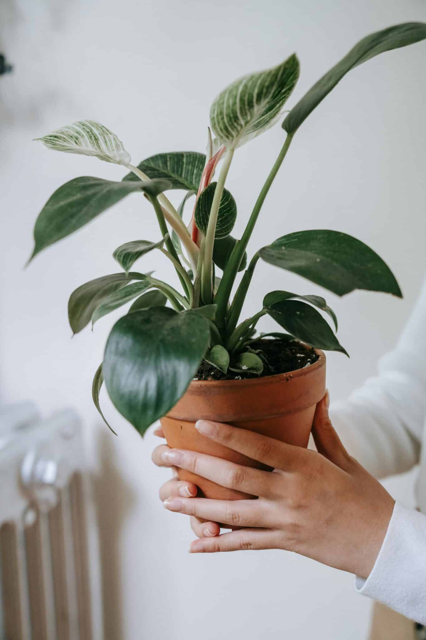 The Best House Plants for Improving Indoor Air Quality - LeafScore